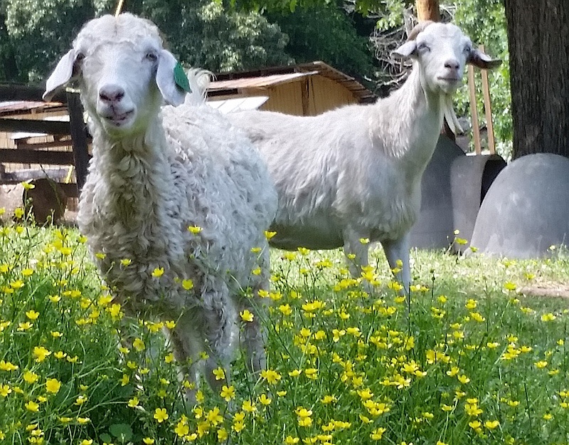 Navajo Angora Goat - Breed Profile - Goat Journal